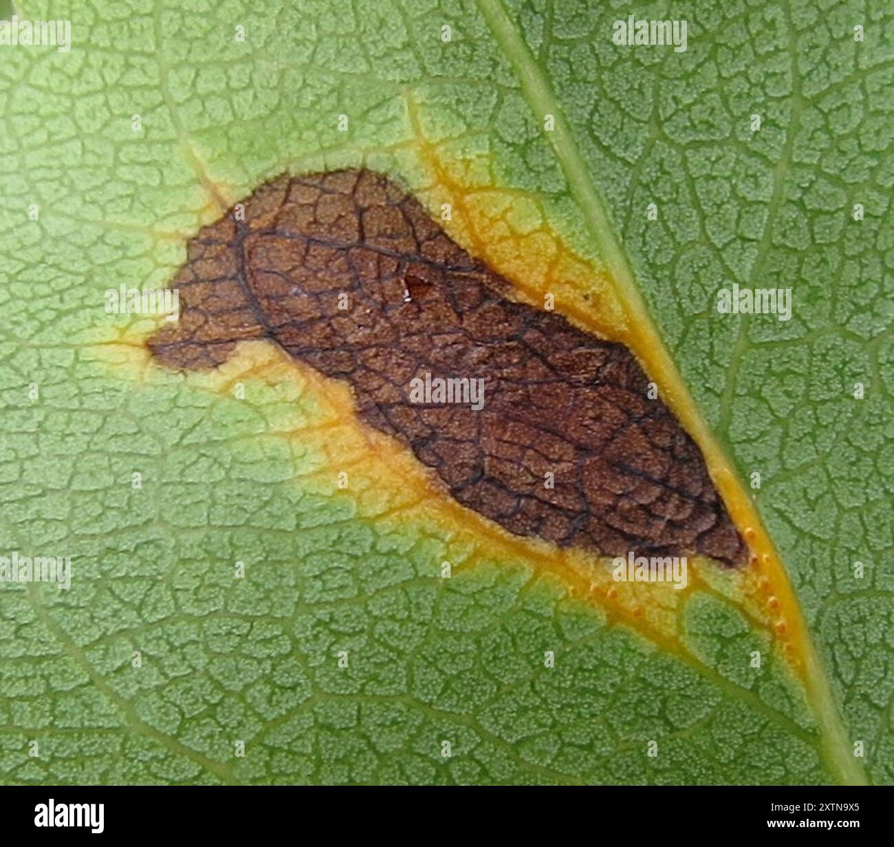 Quince leaf blight (Diplocarpon mespili) Fungi Stock Photo - Alamy