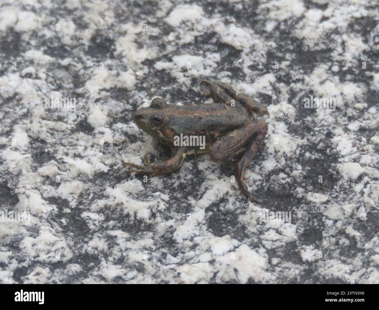 Lesser Swimming Frog (Pseudis minuta) Amphibia Stock Photo - Alamy