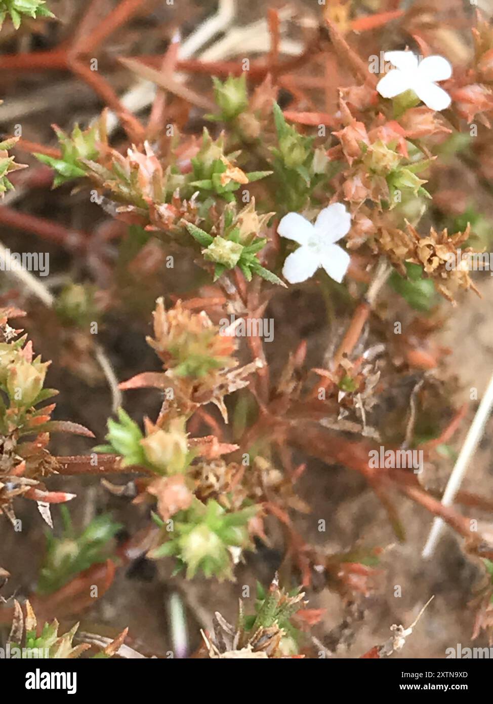 Rust Weed (Polypremum procumbens) Plantae Stock Photo - Alamy