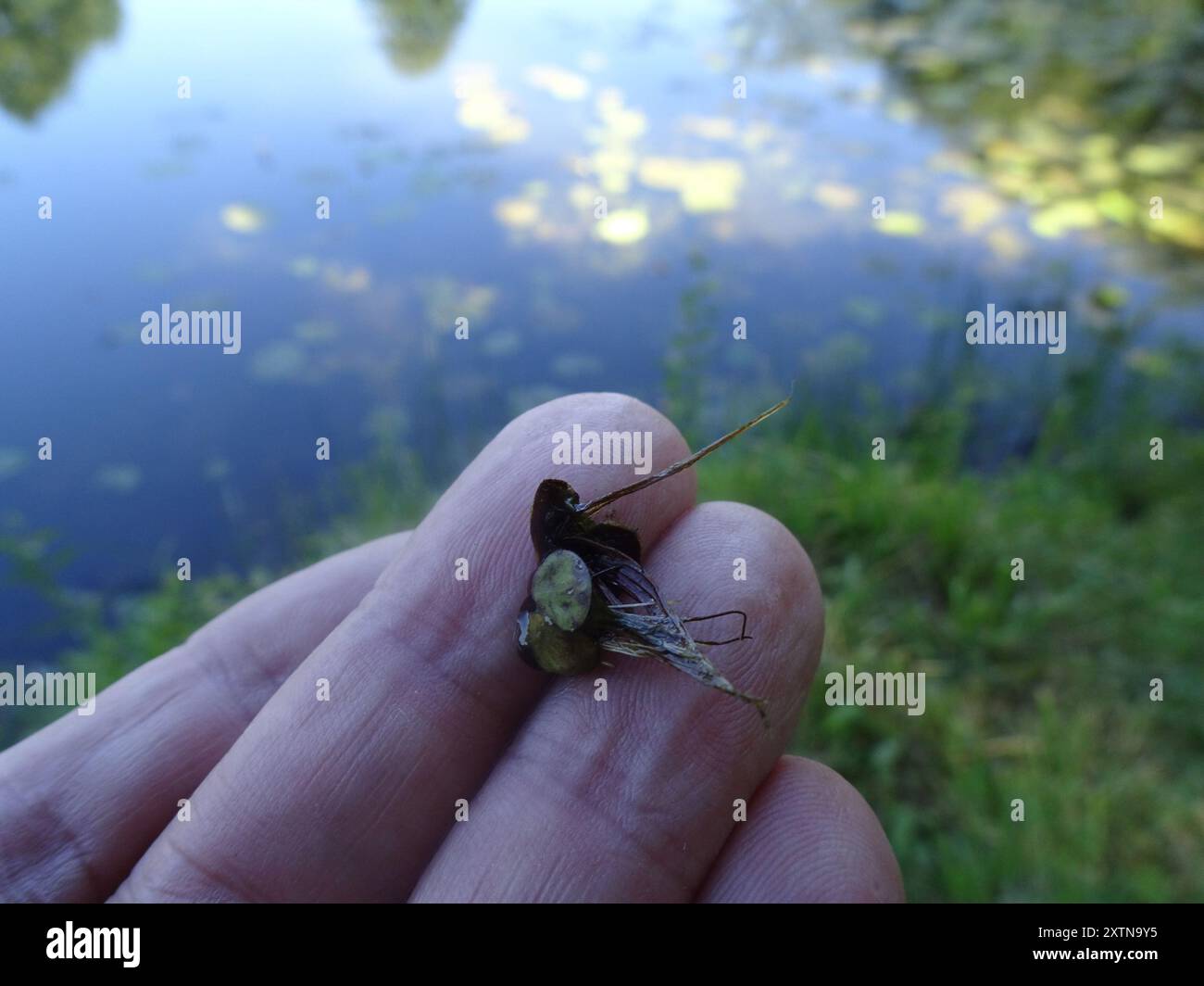 greater duckweed (Spirodela polyrhiza) Plantae Stock Photo - Alamy