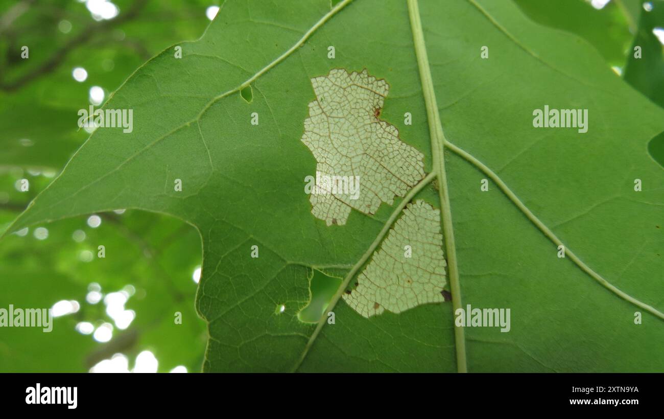 Skeletonizer moth hi-res stock photography and images - Alamy
