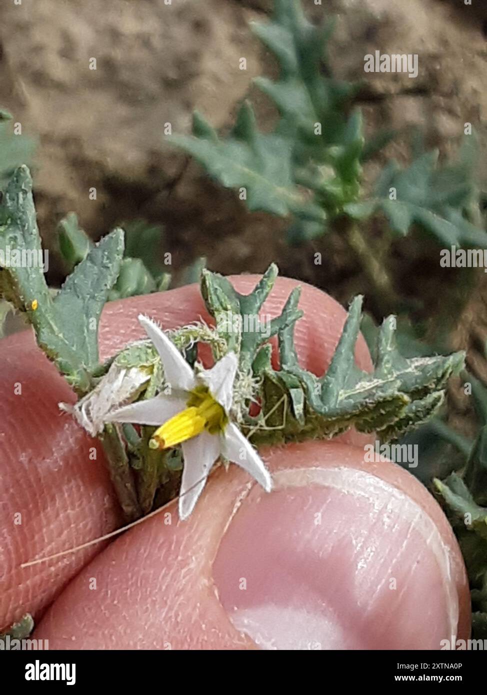 Cutleaf Nightshade (Solanum triflorum) Plantae Stock Photo - Alamy