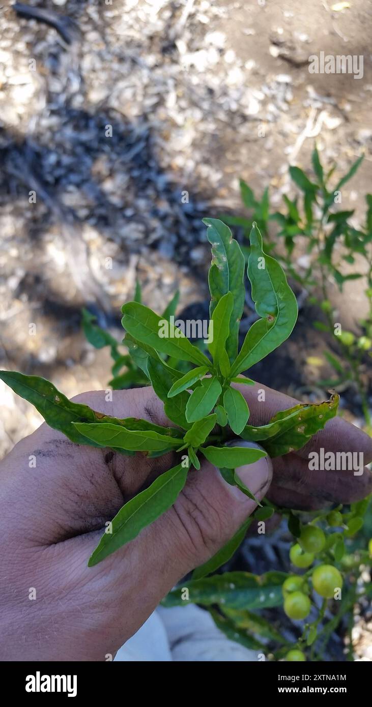 Jerusalem cherry (Solanum pseudocapsicum) Plantae Stock Photo - Alamy