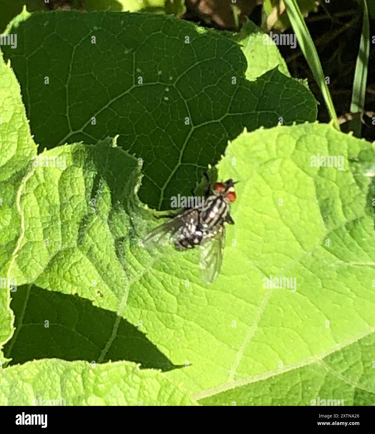 Common Flesh Flies (Sarcophaga) Insecta Stock Photo - Alamy