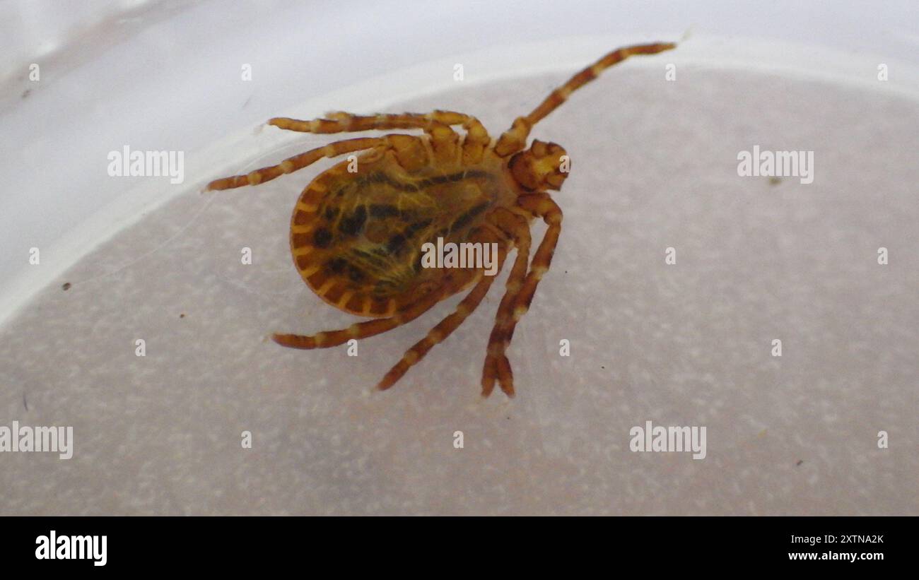 Asian longhorned tick hi-res stock photography and images - Alamy