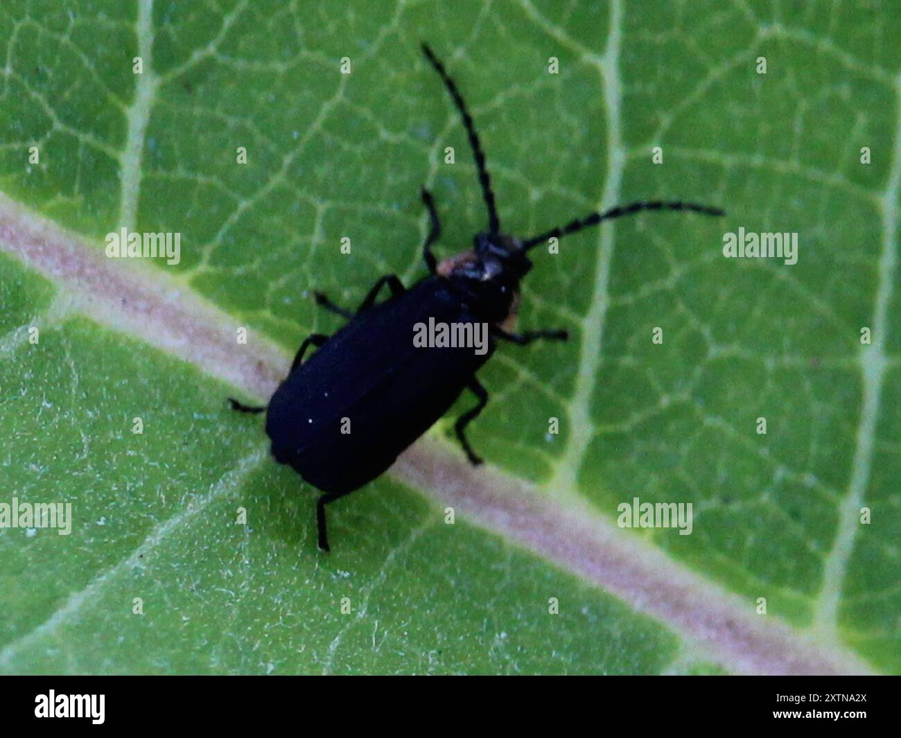 Wide-horned Soldier Beetle (Polemius laticornis) Insecta Stock Photo ...