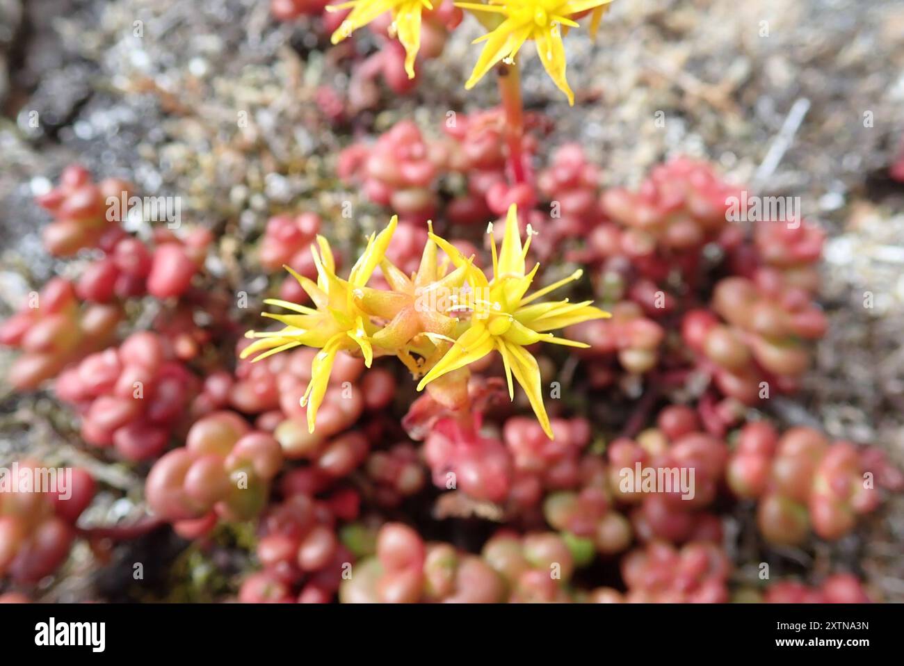 Pacific stonecrop (Sedum divergens) Plantae Stock Photo - Alamy