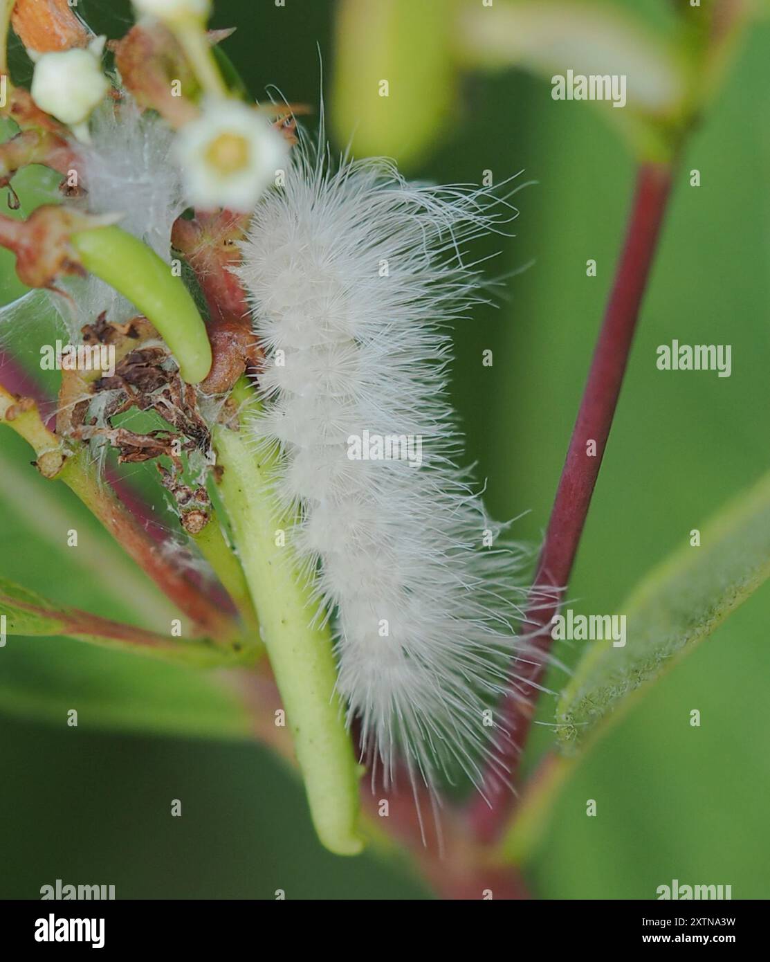 Delicate Cycnia Moth (Cycnia tenera) Insecta Stock Photo - Alamy