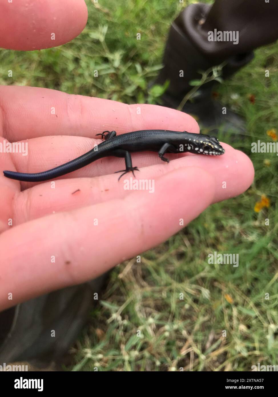 Great Plains Skink (Plestiodon obsoletus) Reptilia Stock Photo - Alamy