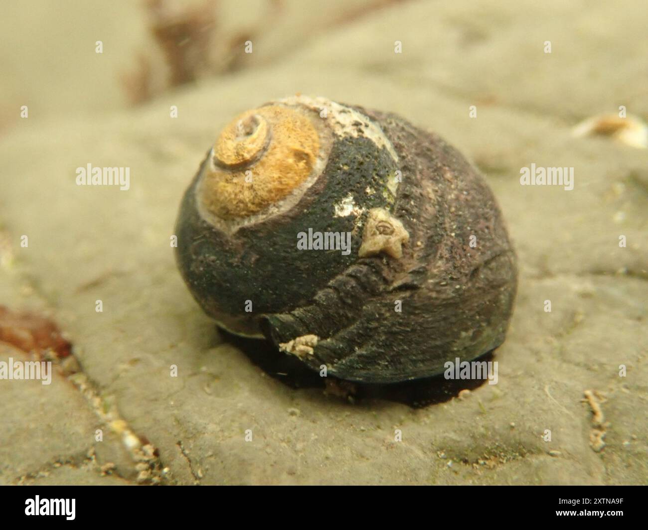 Black Tegula (Tegula funebralis) Mollusca Stock Photo - Alamy
