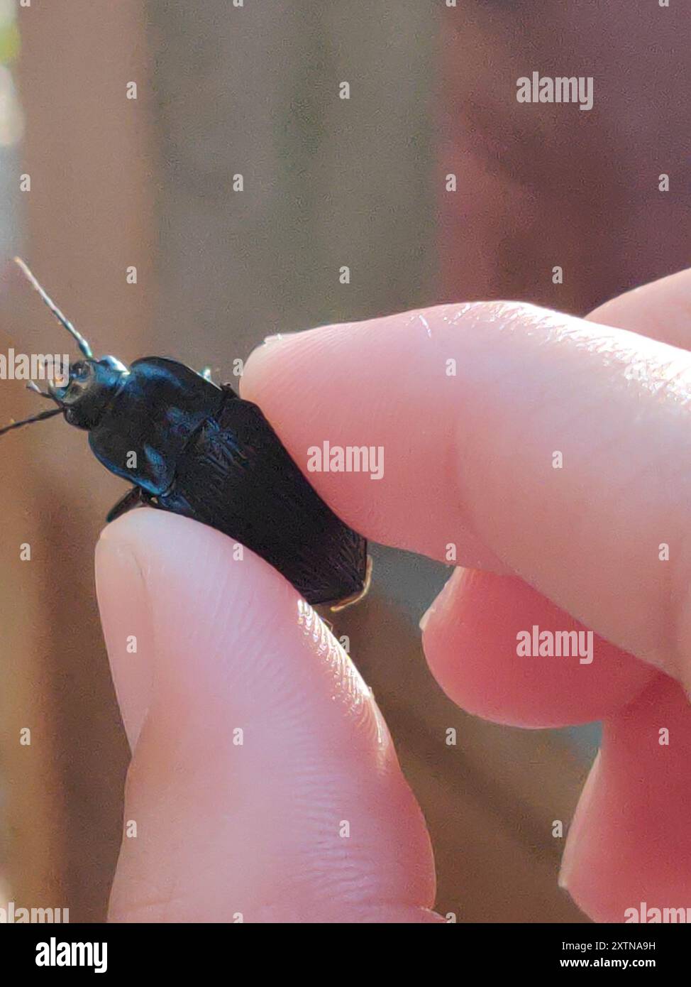 (Dicaelus dilatatus) Insecta Stock Photo - Alamy