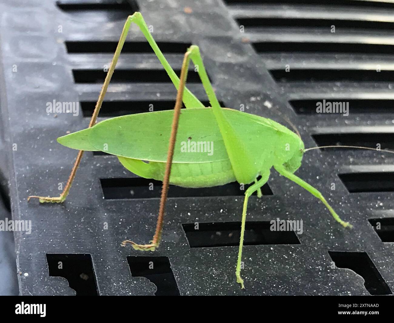 Oblong-winged Katydid (Amblycorypha oblongifolia) Insecta Stock Photo ...