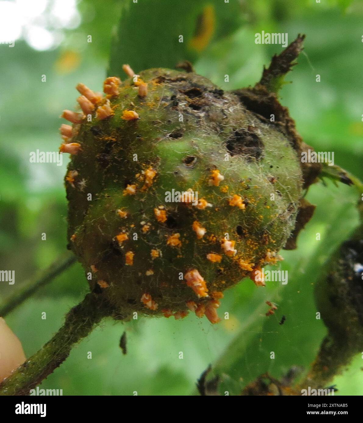 quince rust (Gymnosporangium clavipes) Fungi Stock Photo - Alamy