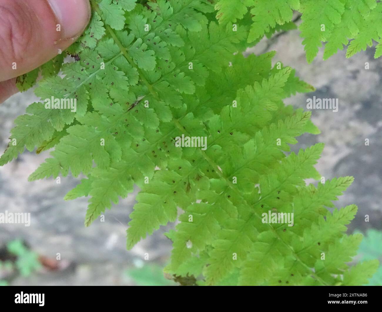 fragile ferns (Cystopteris) Plantae Stock Photo - Alamy