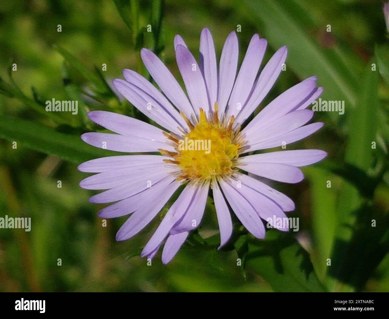American asters (Symphyotrichum) Plantae Stock Photo - Alamy