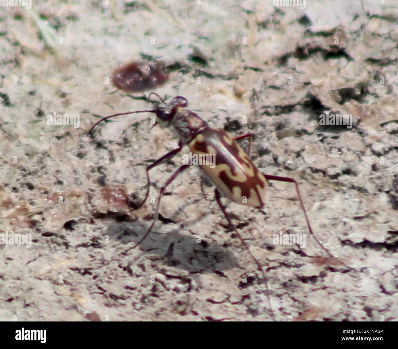 Elliptical-winged Tiger Beetles (Ellipsoptera) Insecta Stock Photo - Alamy