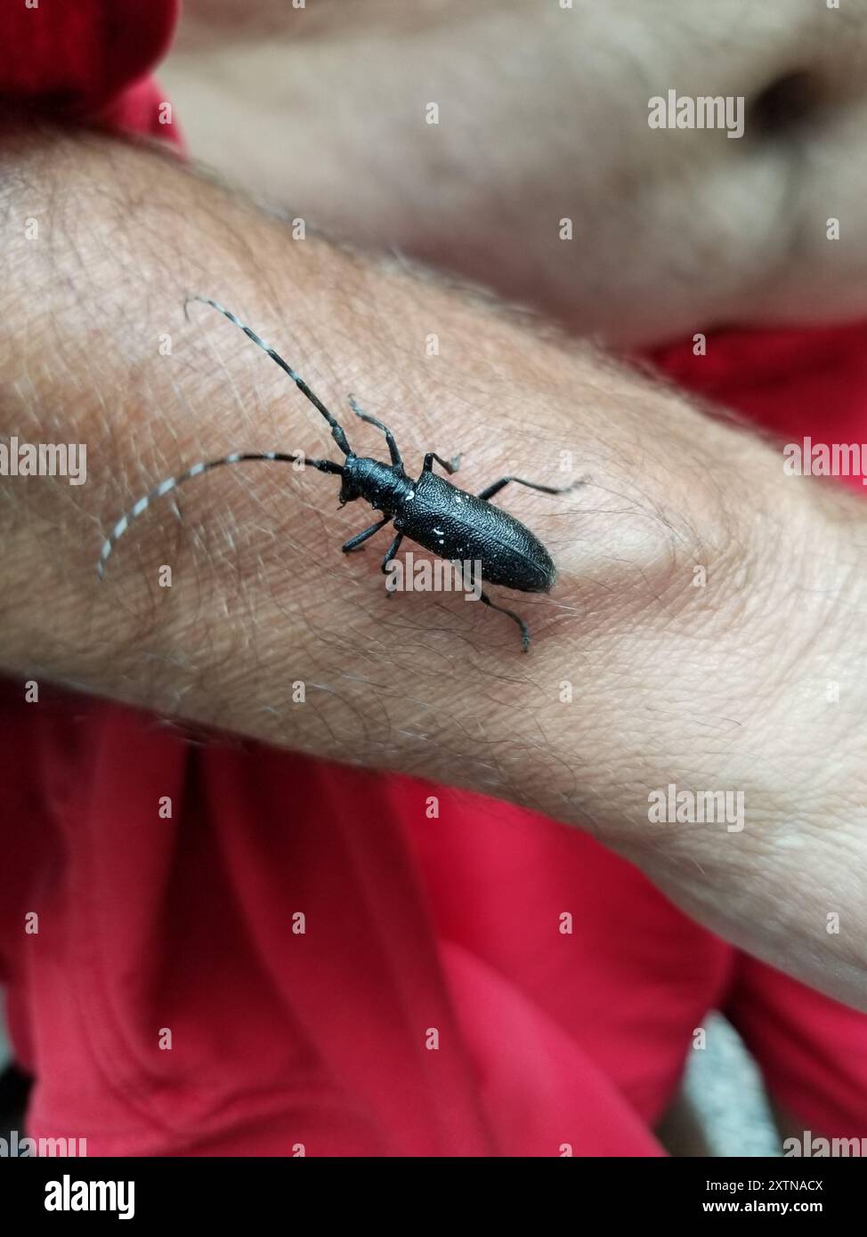 White-spotted Sawyer (Monochamus scutellatus) Insecta Stock Photo - Alamy