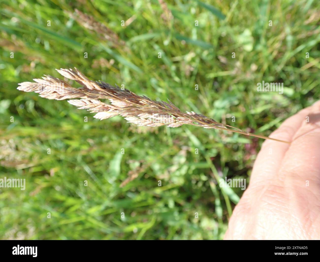 grasses (Poaceae) Plantae Stock Photo - Alamy