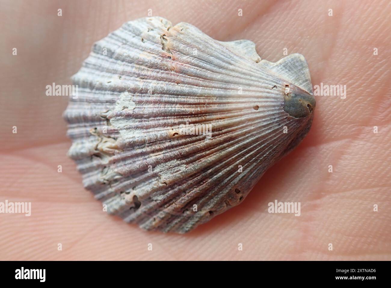 Spiny Scallop (Chlamys hastata) Mollusca Stock Photo - Alamy