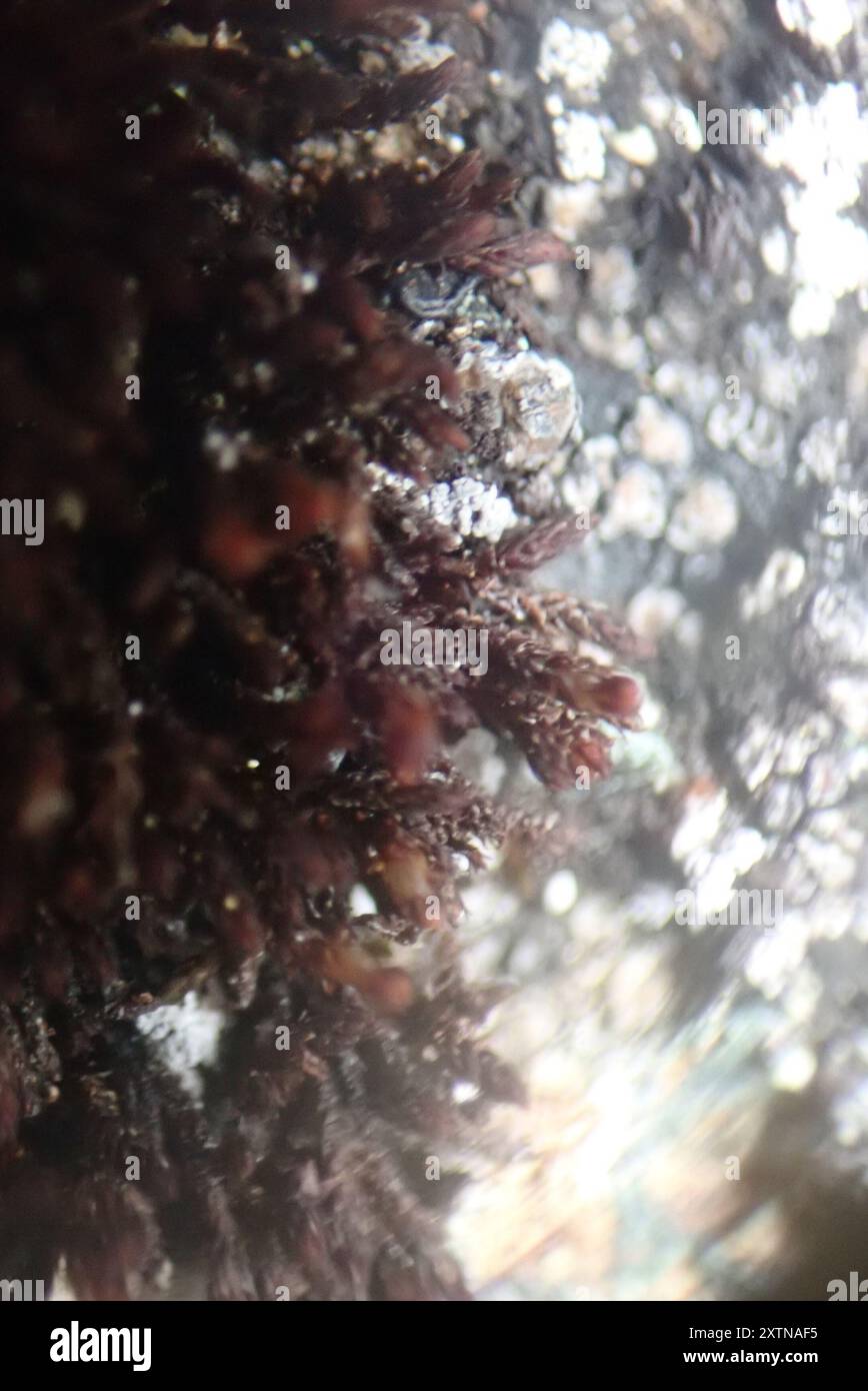 Black Rock Moss (Andreaea rupestris) Plantae Stock Photo - Alamy