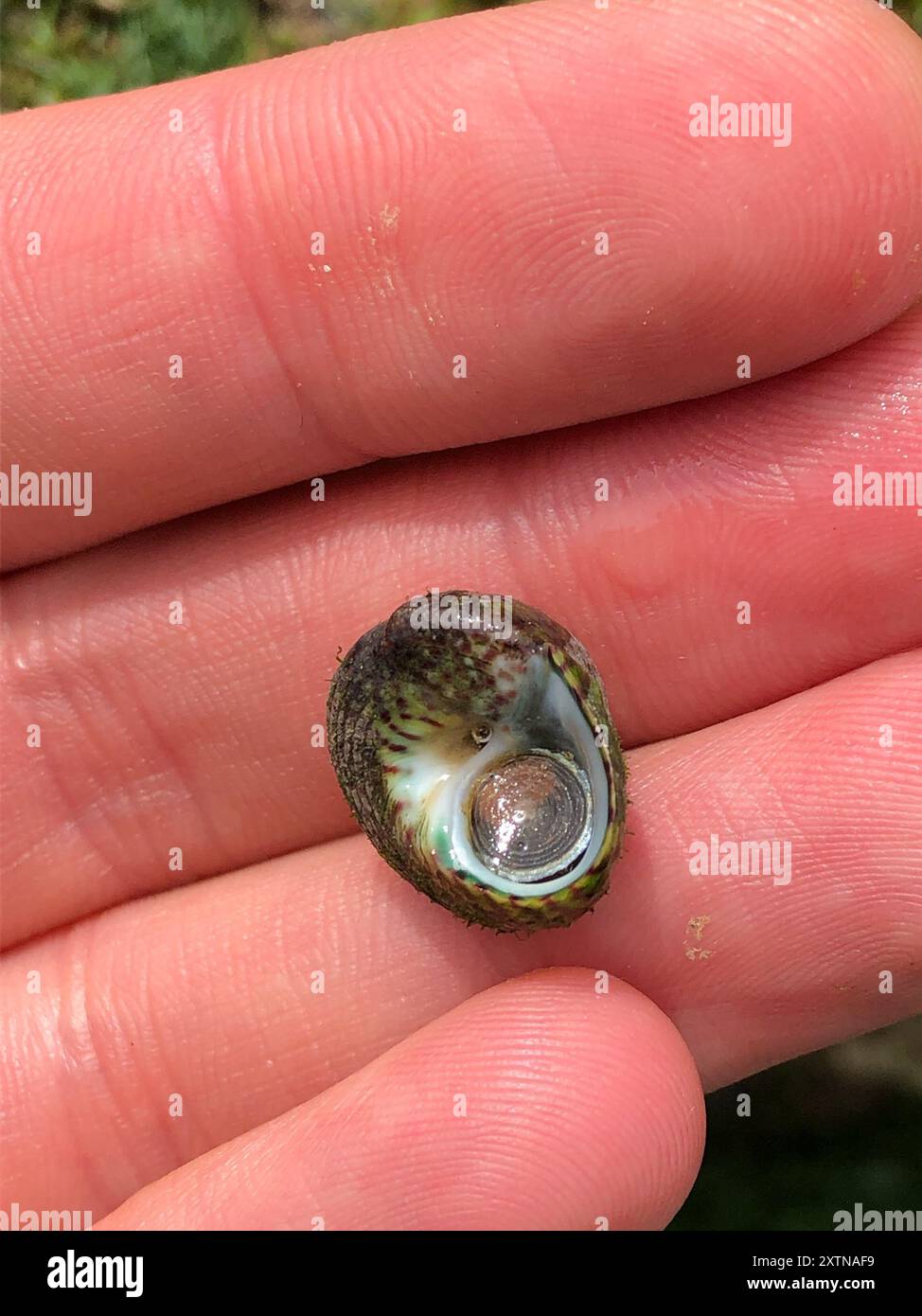 Purple Topshell (Steromphala umbilicalis) Mollusca Stock Photo - Alamy