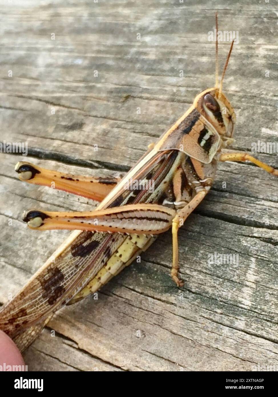 American Bird Grasshopper (Schistocerca americana) Insecta Stock Photo ...