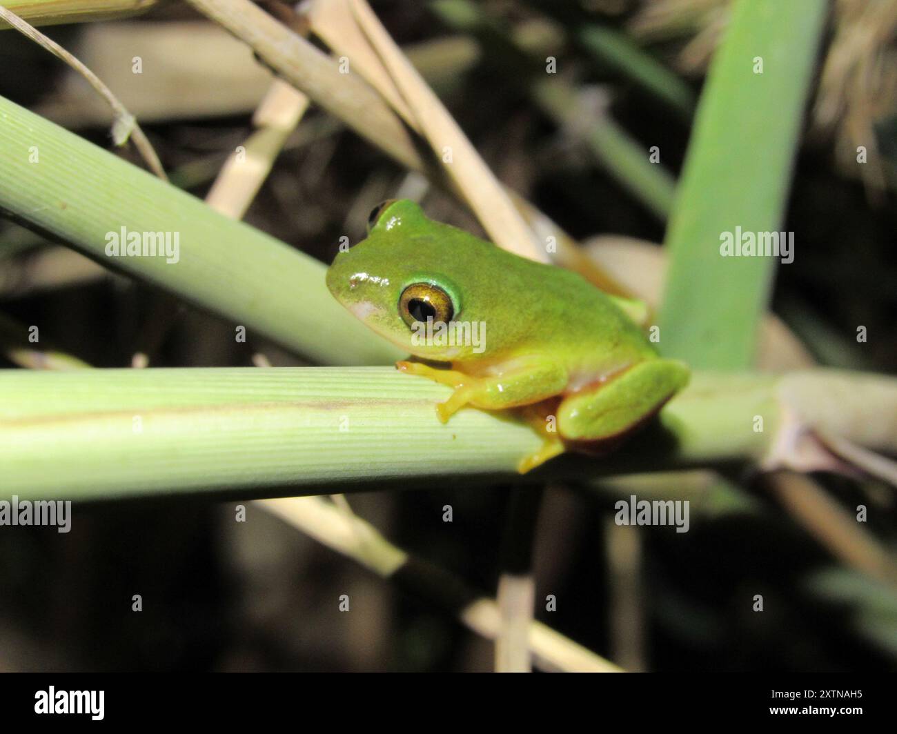 Tinker Reed Frog (Hyperolius tuberilinguis) Amphibia Stock Photo - Alamy