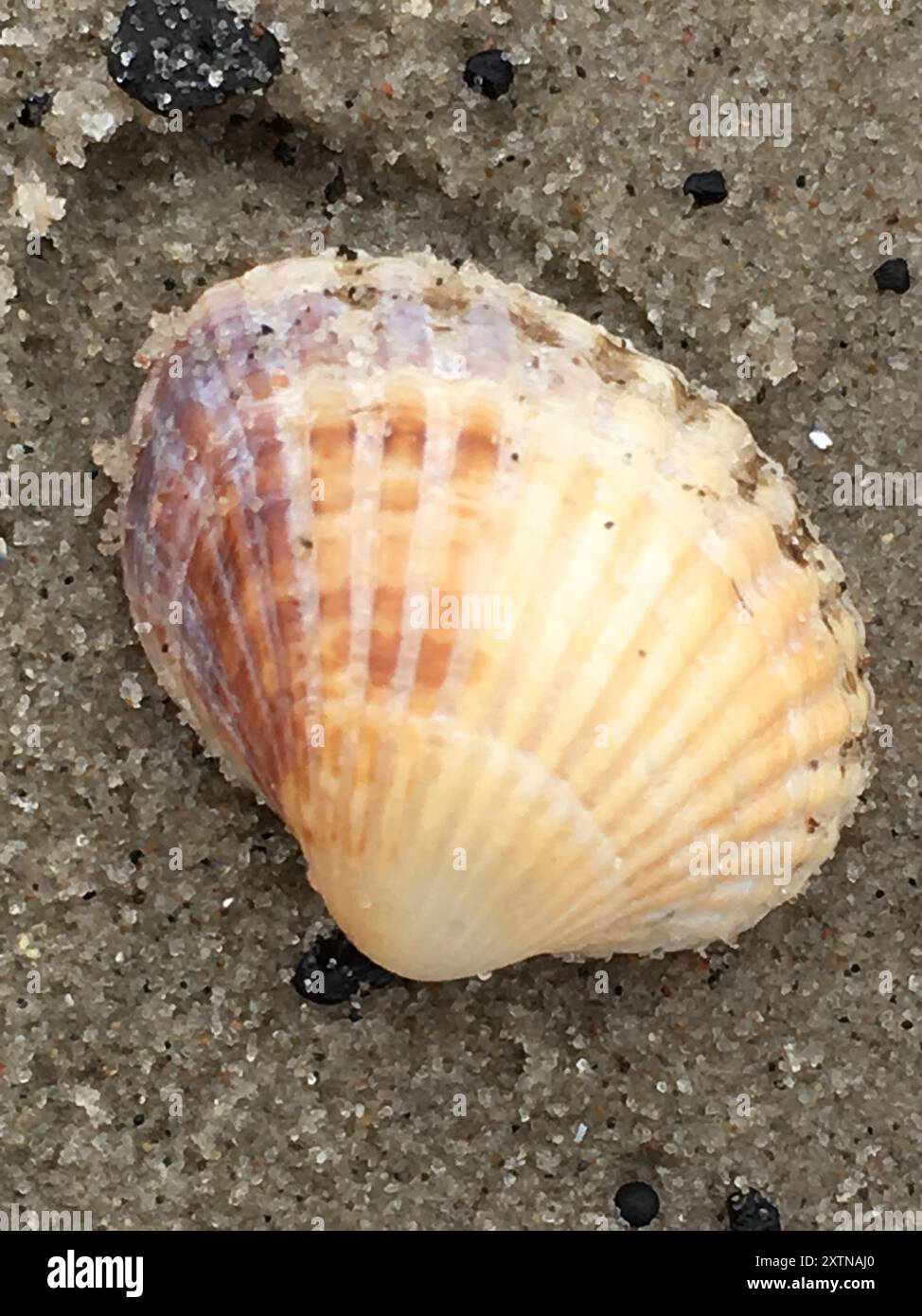 Lagoon Cockle (Cerastoderma glaucum) Mollusca Stock Photo - Alamy