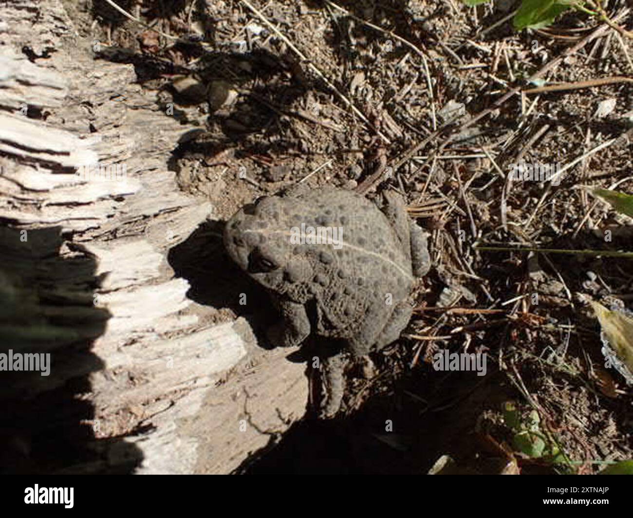 Western Toad (Anaxyrus boreas) Amphibia Stock Photo - Alamy