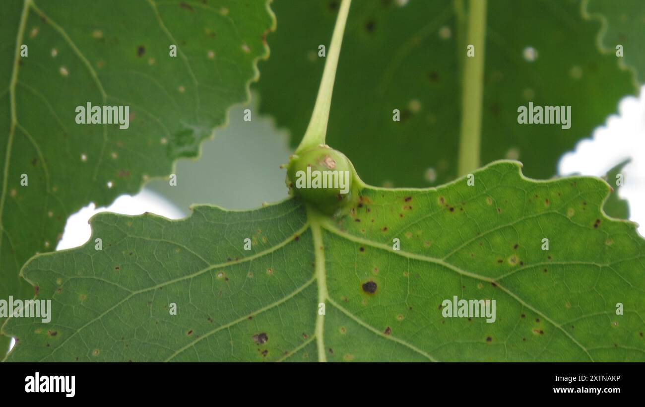 Poplar Leaf-base Gall (Pemphigus populicaulis) Insecta Stock Photo - Alamy