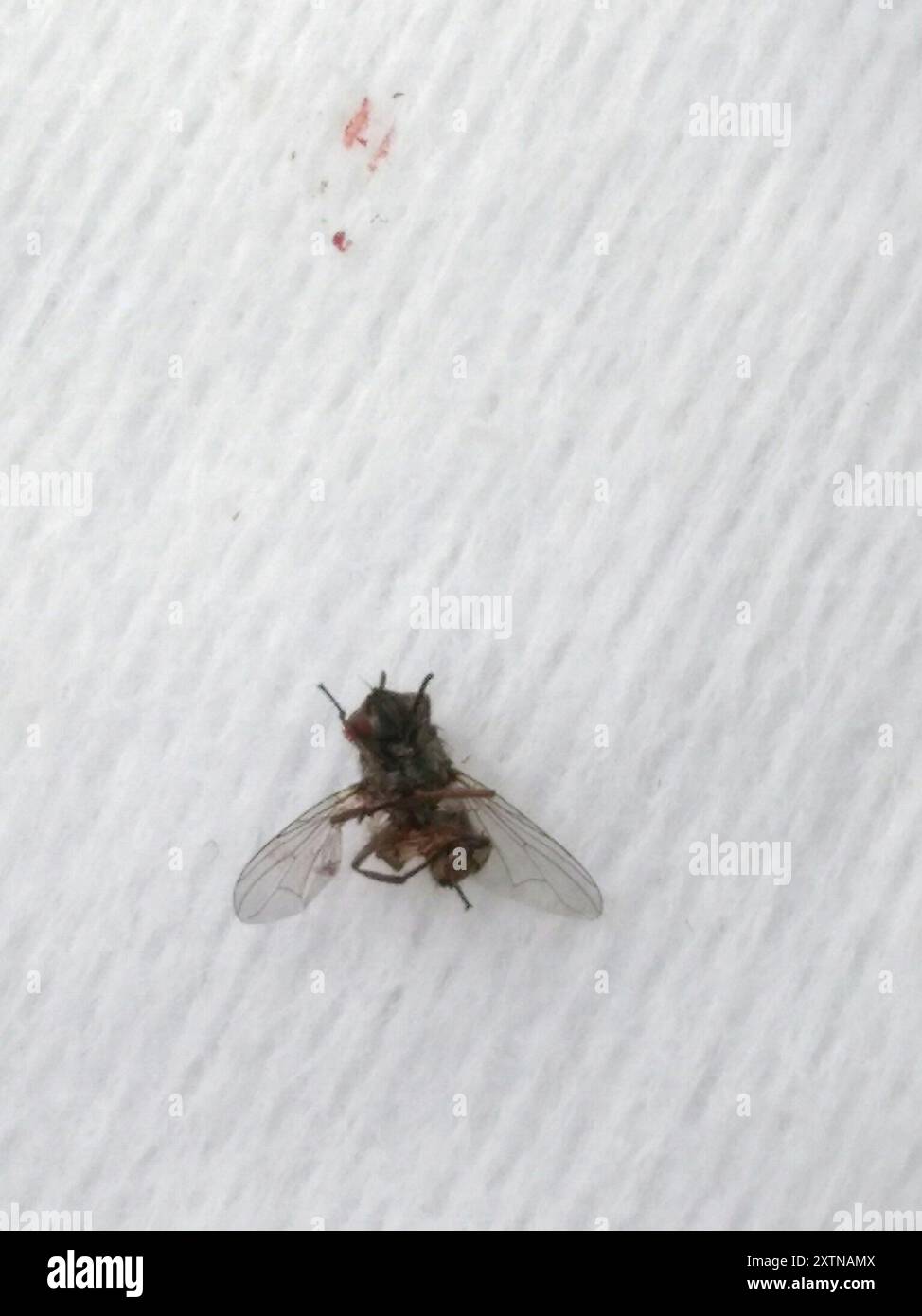 Stable Fly (Stomoxys calcitrans) Insecta Stock Photo - Alamy