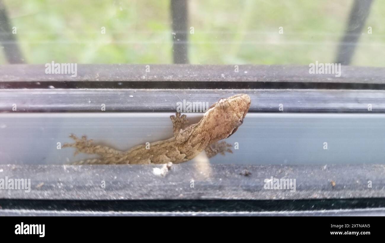 Mourning Gecko (Lepidodactylus lugubris) Reptilia Stock Photo - Alamy