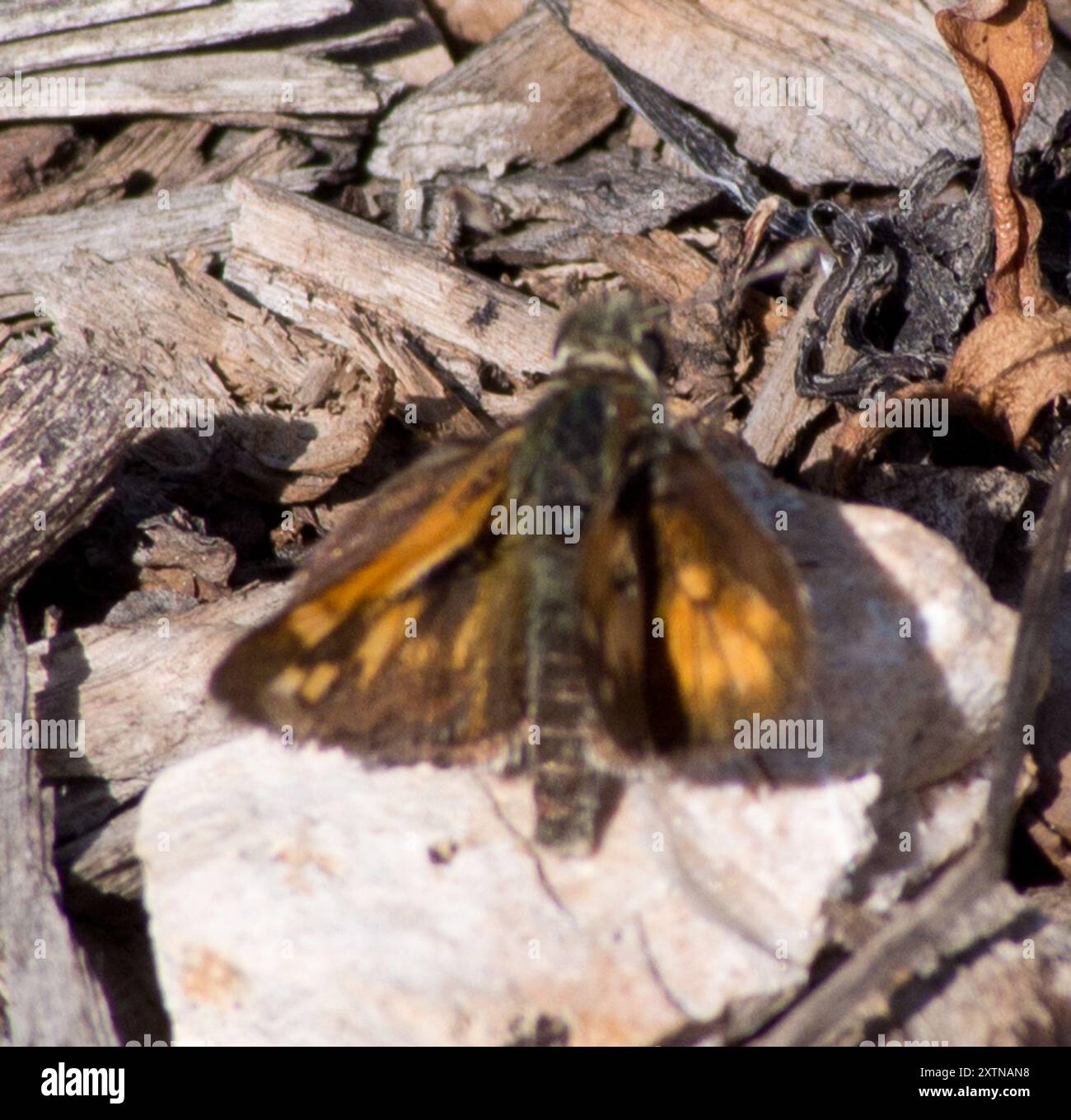 Draco Skipper (Polites draco) Insecta Stock Photo - Alamy