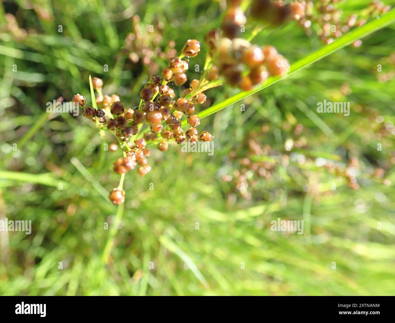 Flattened Rush (Juncus compressus) Plantae Stock Photo - Alamy
