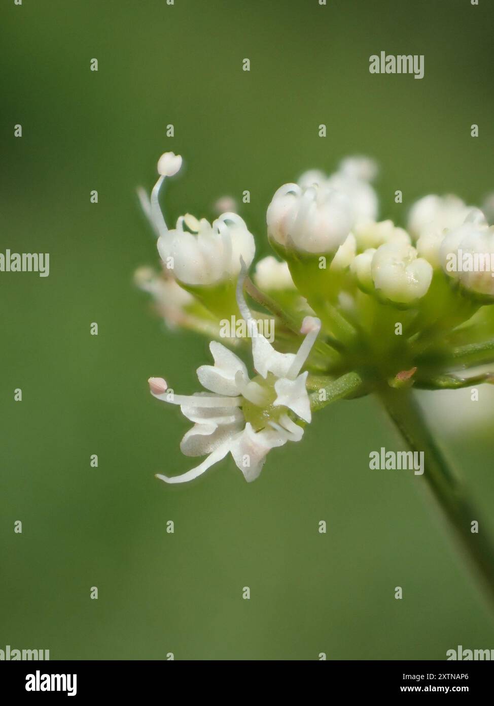 Java water-dropwort (Oenanthe javanica) Plantae Stock Photo - Alamy