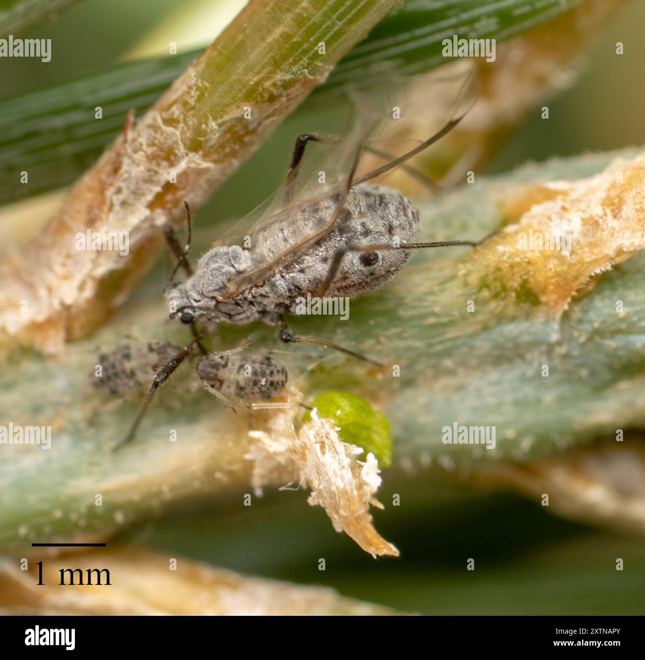 Giant Conifer Aphids (Cinara) Insecta Stock Photo - Alamy