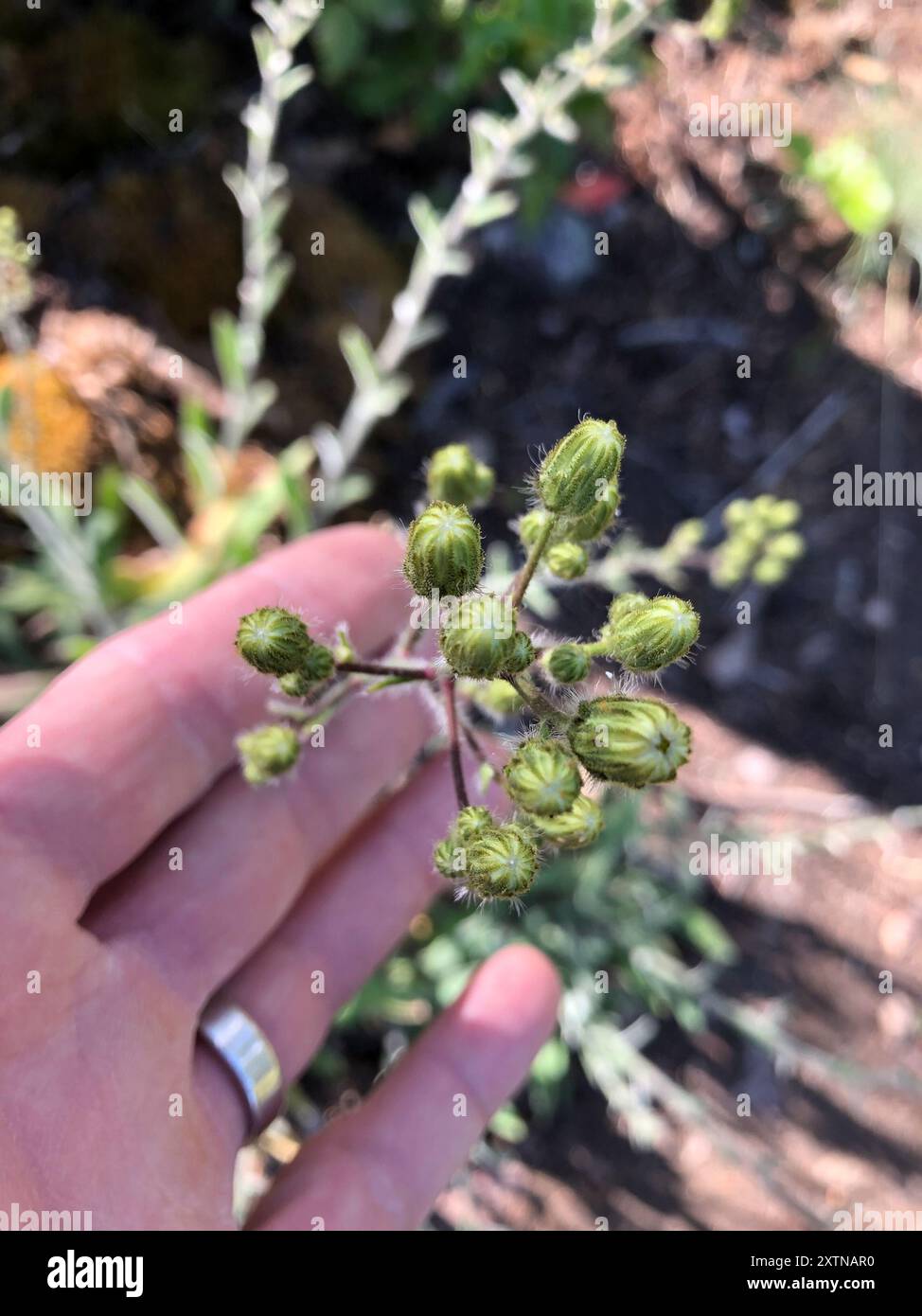 western hawkweed (Hieracium scouleri) Plantae Stock Photo - Alamy