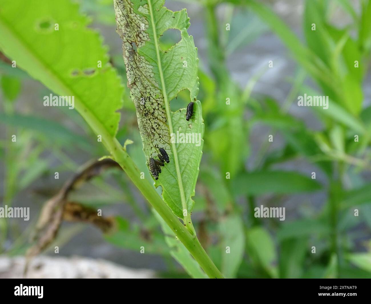 Willow Leaf Beetle (Plagiodera versicolora) Insecta Stock Photo - Alamy