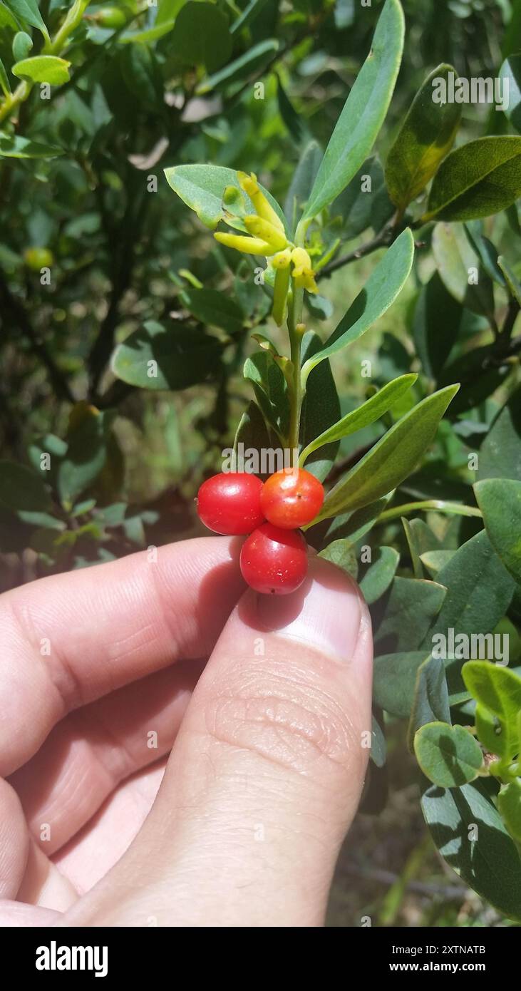 Phillyreifolia hi-res stock photography and images - Alamy