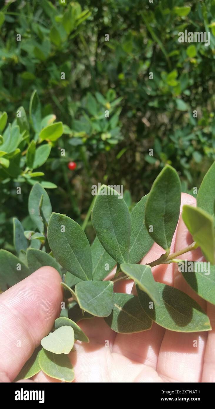 Phillyreifolia hi-res stock photography and images - Alamy
