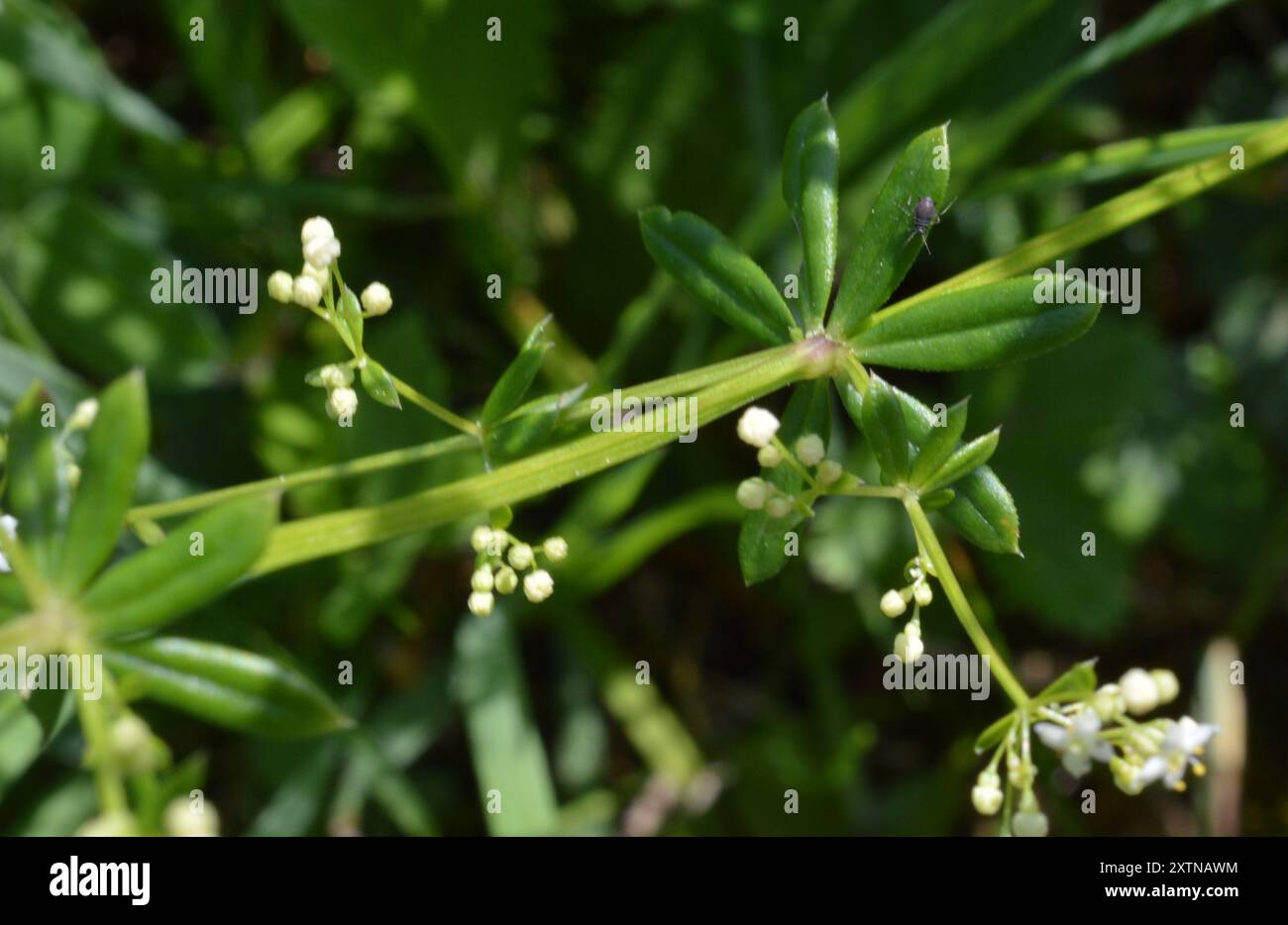 white bedstraw (Galium album) Plantae Stock Photo - Alamy