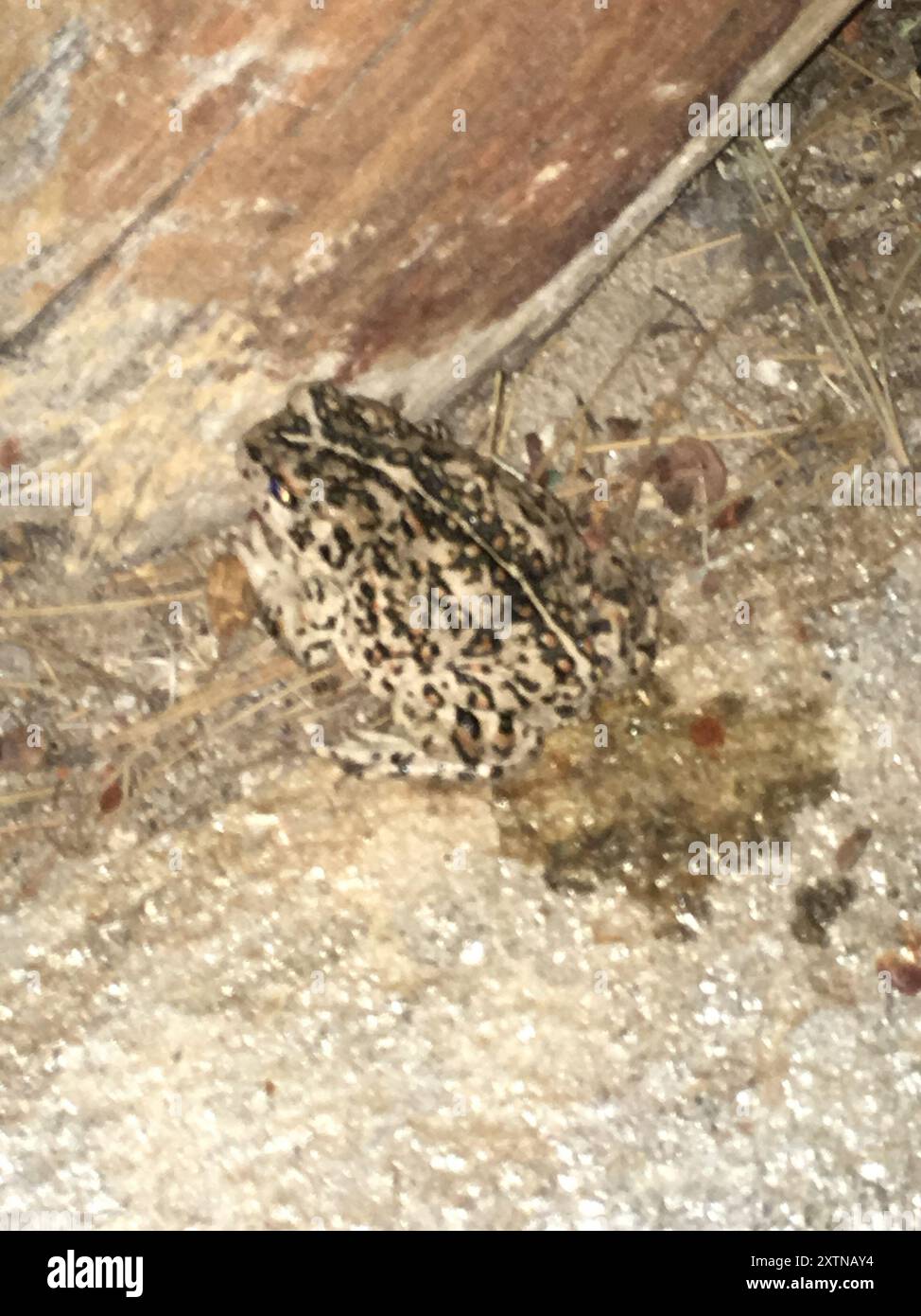 Western Toad (Anaxyrus boreas) Amphibia Stock Photo - Alamy