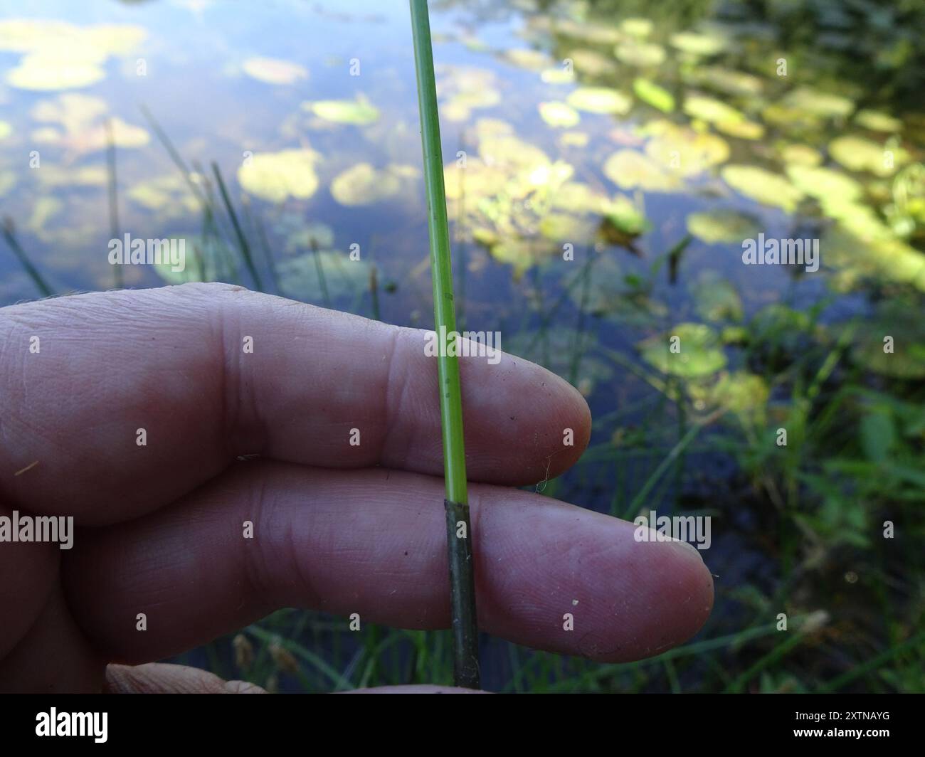 Common Spike-rush (Eleocharis palustris) Plantae Stock Photo - Alamy