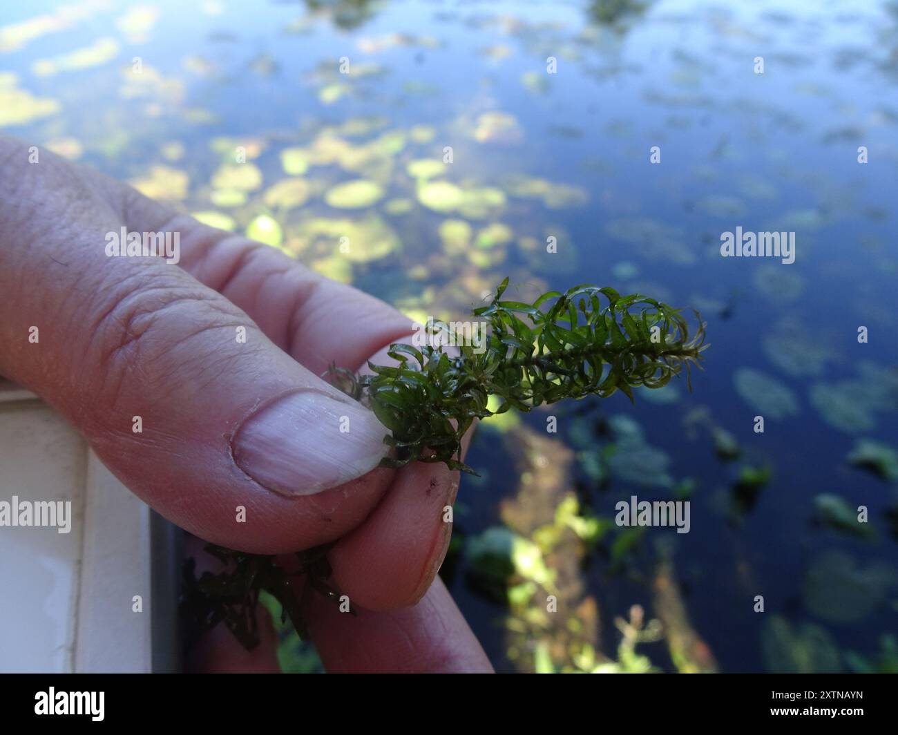 Nuttall's Waterweed (Elodea nuttallii) Plantae Stock Photo - Alamy