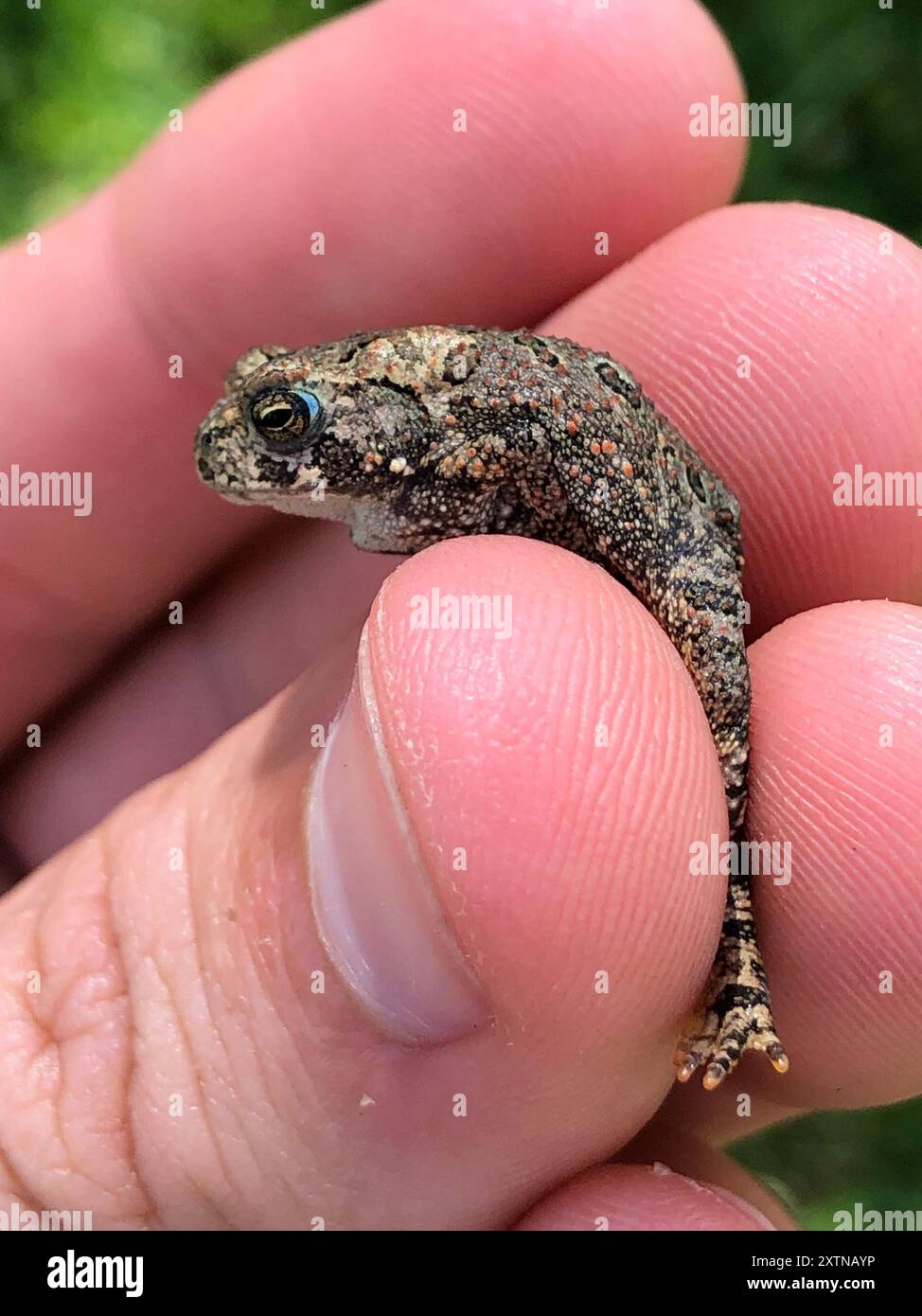 North American Toads (Anaxyrus) Amphibia Stock Photo - Alamy