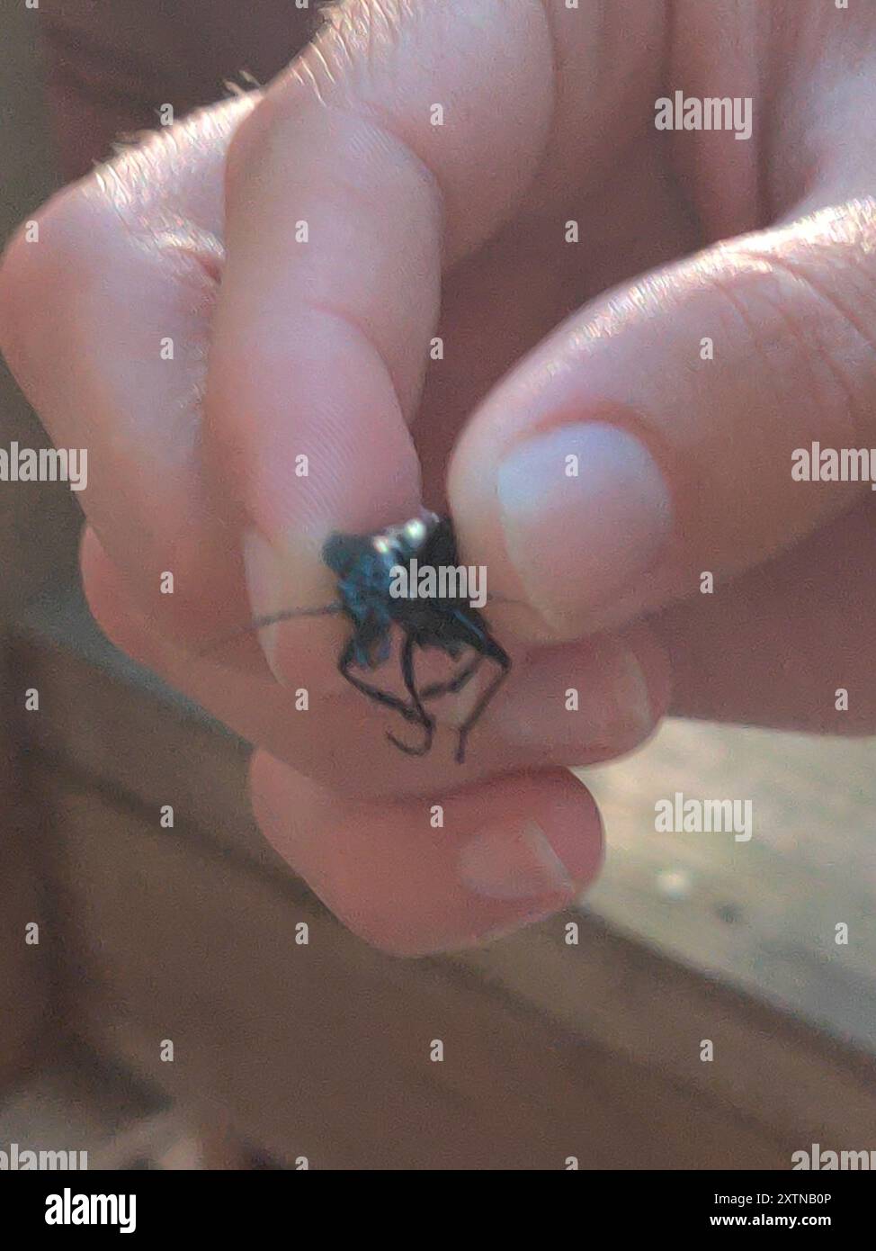 (Dicaelus dilatatus) Insecta Stock Photo - Alamy