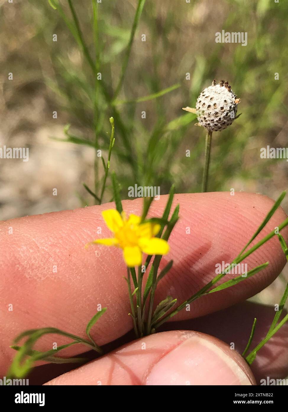 prairie broomweed (Amphiachyris dracunculoides) Plantae Stock Photo - Alamy