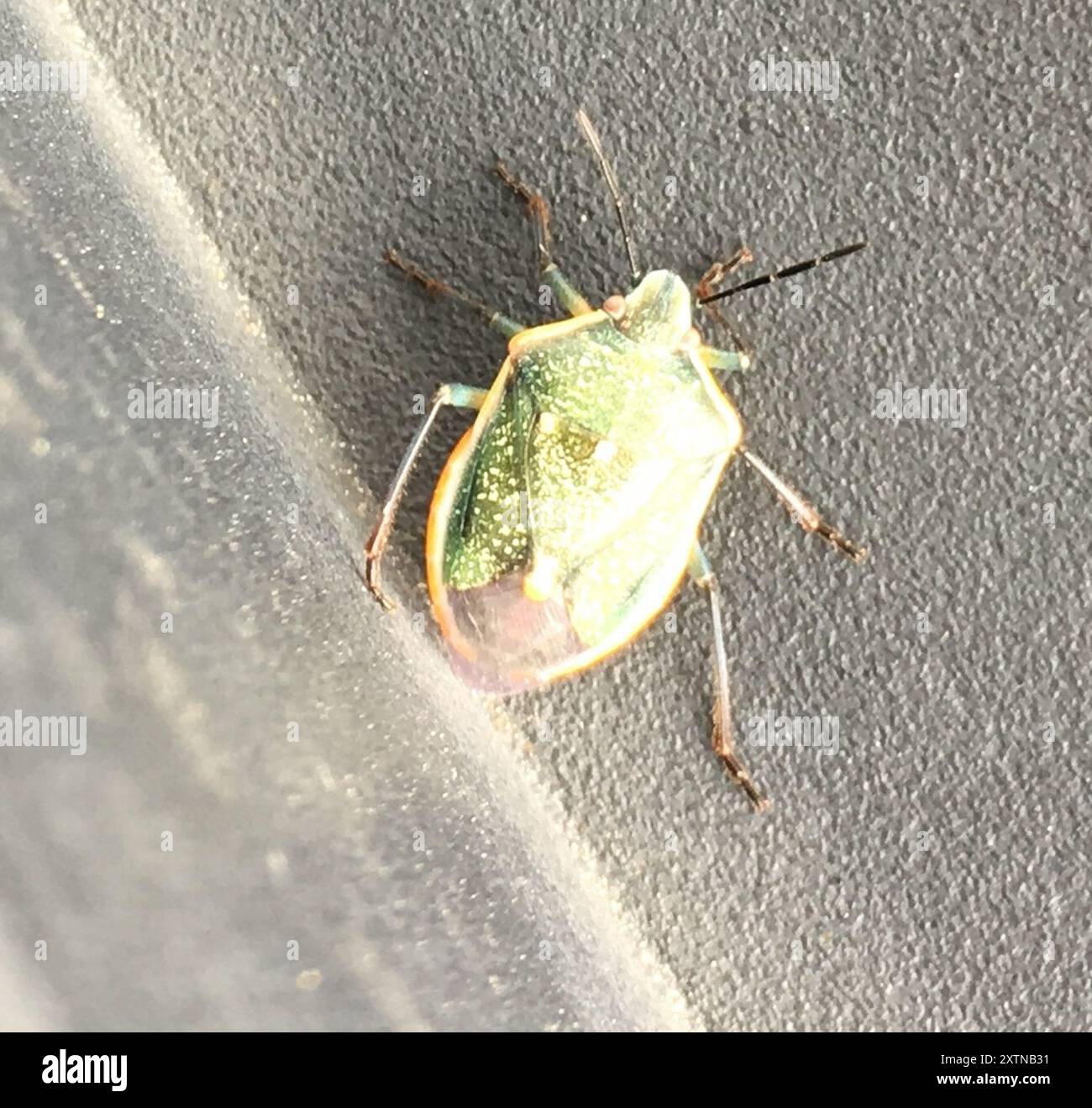 Say's Stink Bug (Chlorochroa sayi) Insecta Stock Photo - Alamy