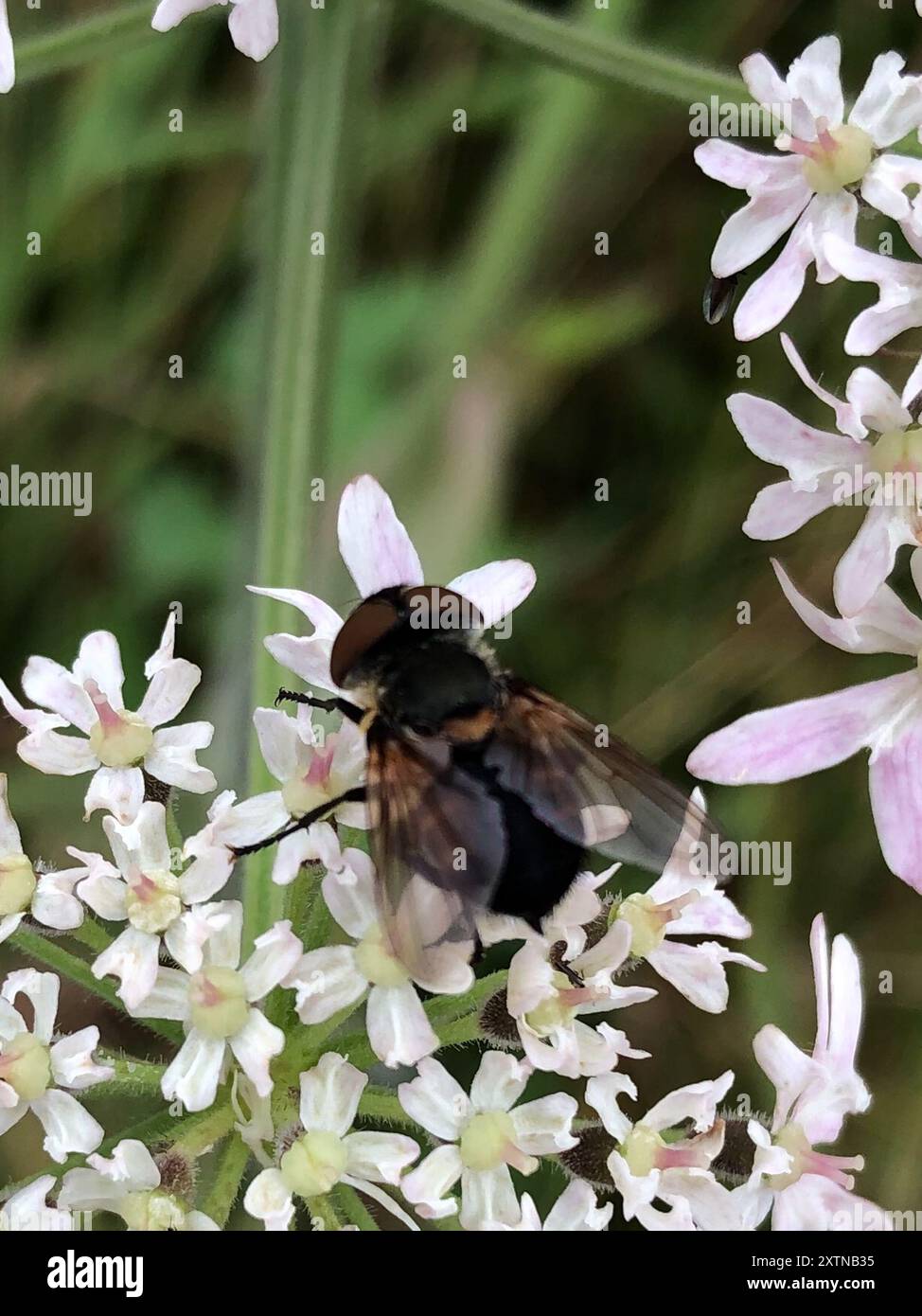 (Phasia hemiptera) Insecta Stock Photo - Alamy