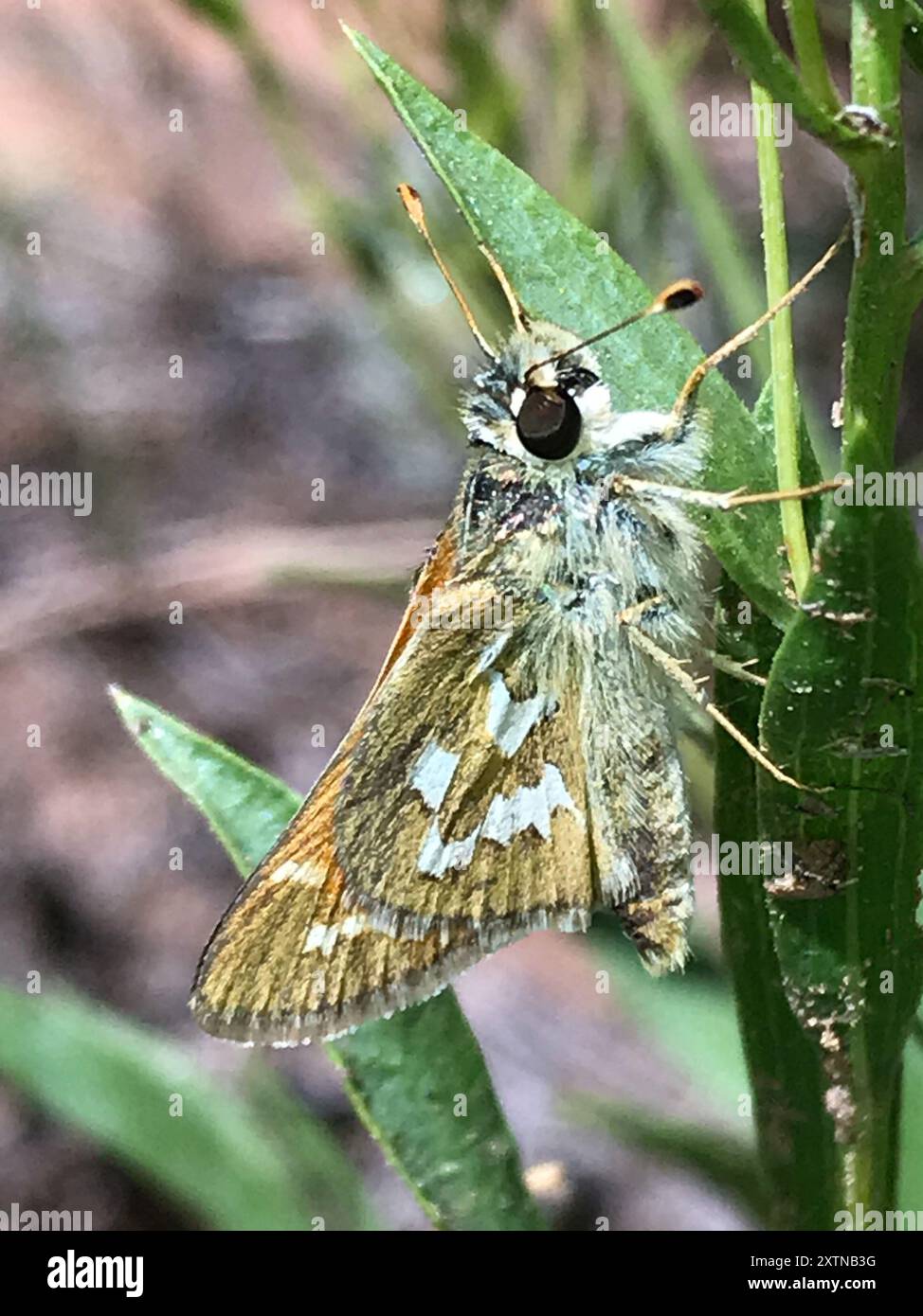 Western Branded Skipper (Hesperia colorado) Insecta Stock Photo - Alamy